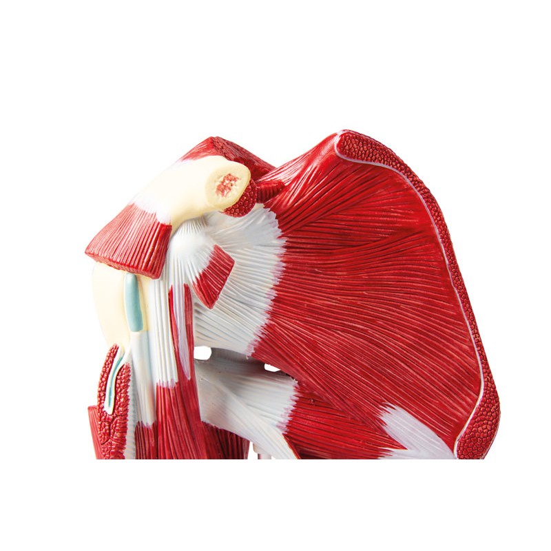 Shoulder Skeleton Model with Deep Muscle | Health and Care